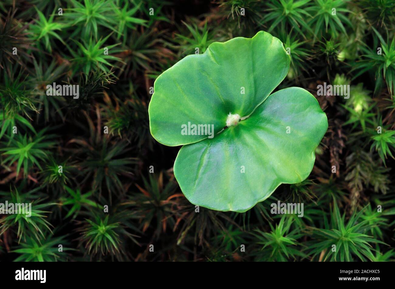 Common beech (Fagus sylvatica) seedling. Young beech tree sprouting ...