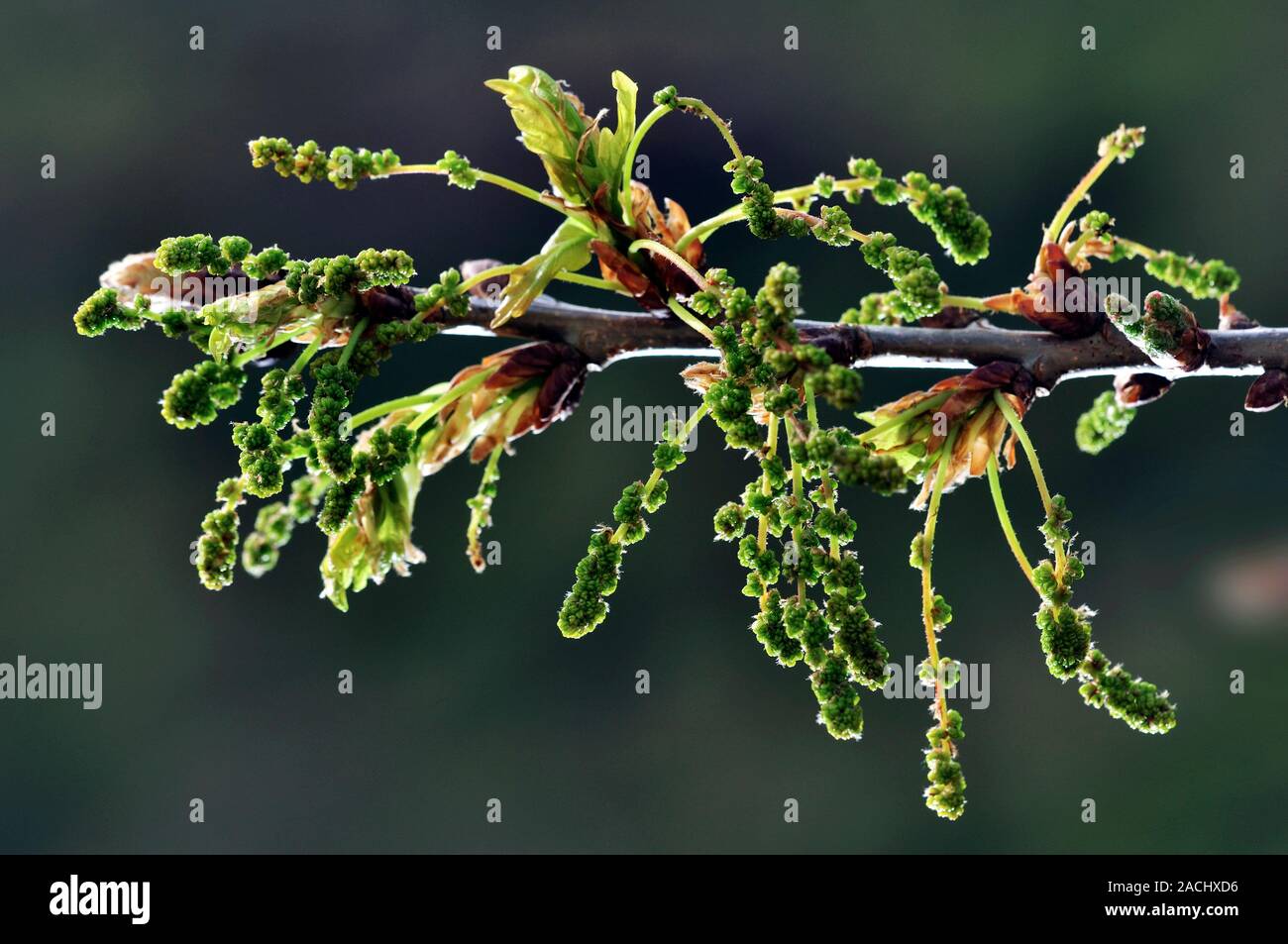Oak (Quercus sp.) catkins. The catkins are the flowers of the plant ...