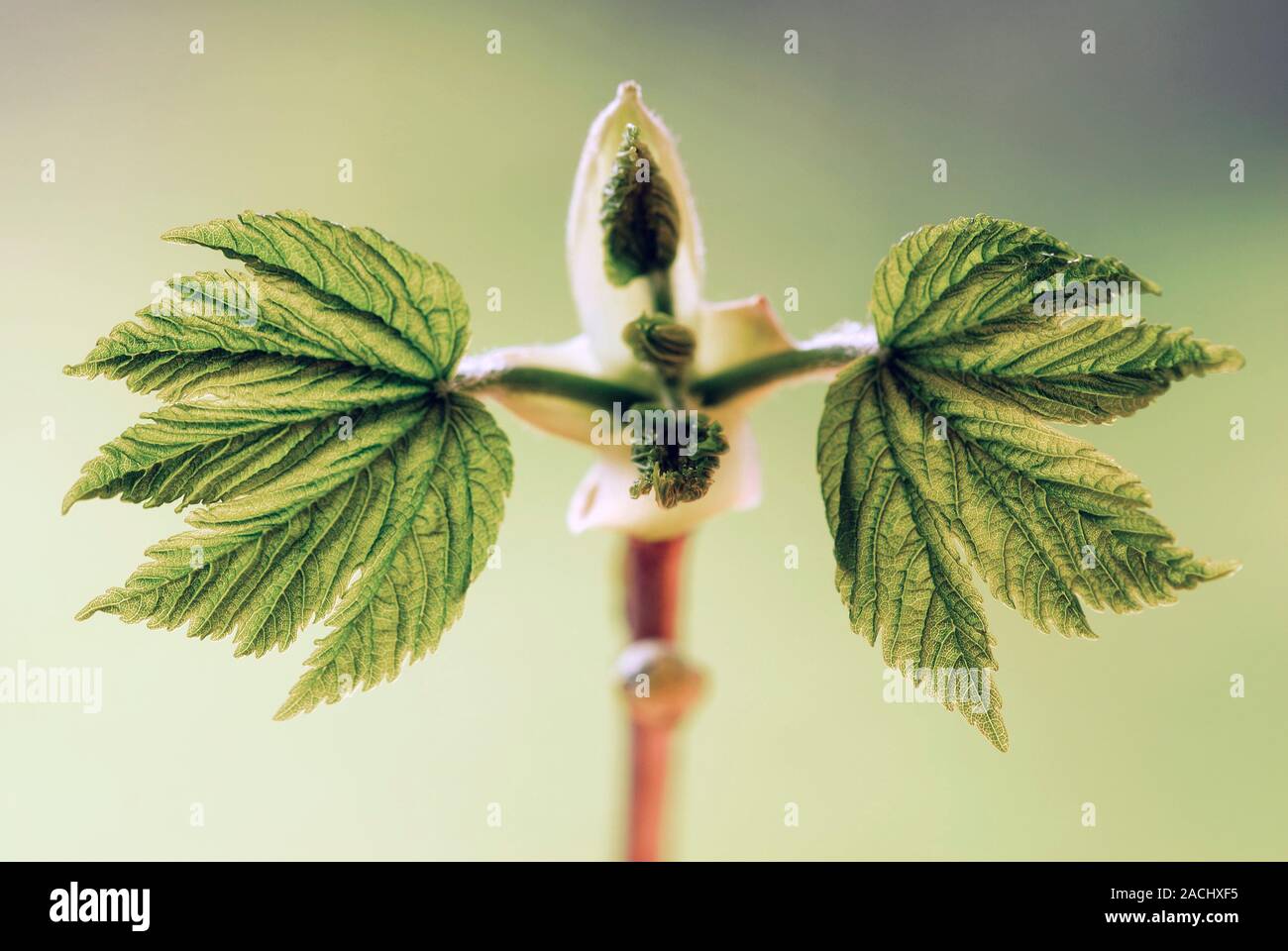 Sycamore (Acer pseudoplatanus) leaves opening in spring. Photographed ...