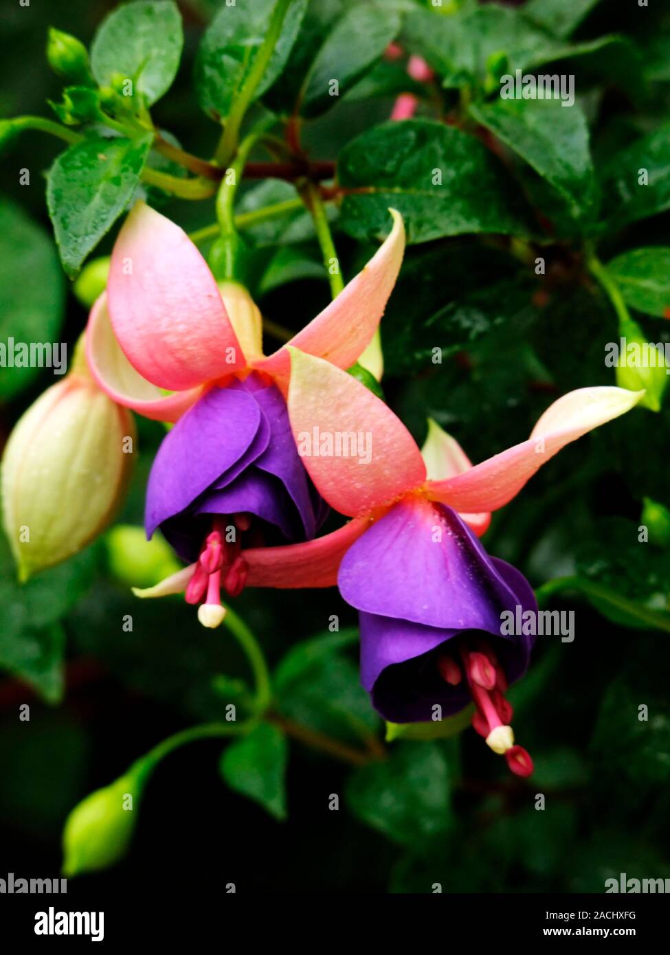 Fuchsia 'Turkish Delight' flowers Stock Photo - Alamy
