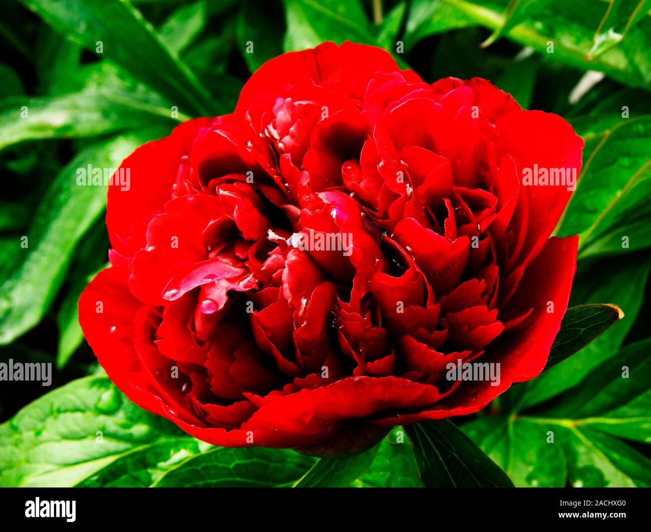 Common peony (Paeonia officinalis 'Rubra Plena') flower Stock Photo - Alamy