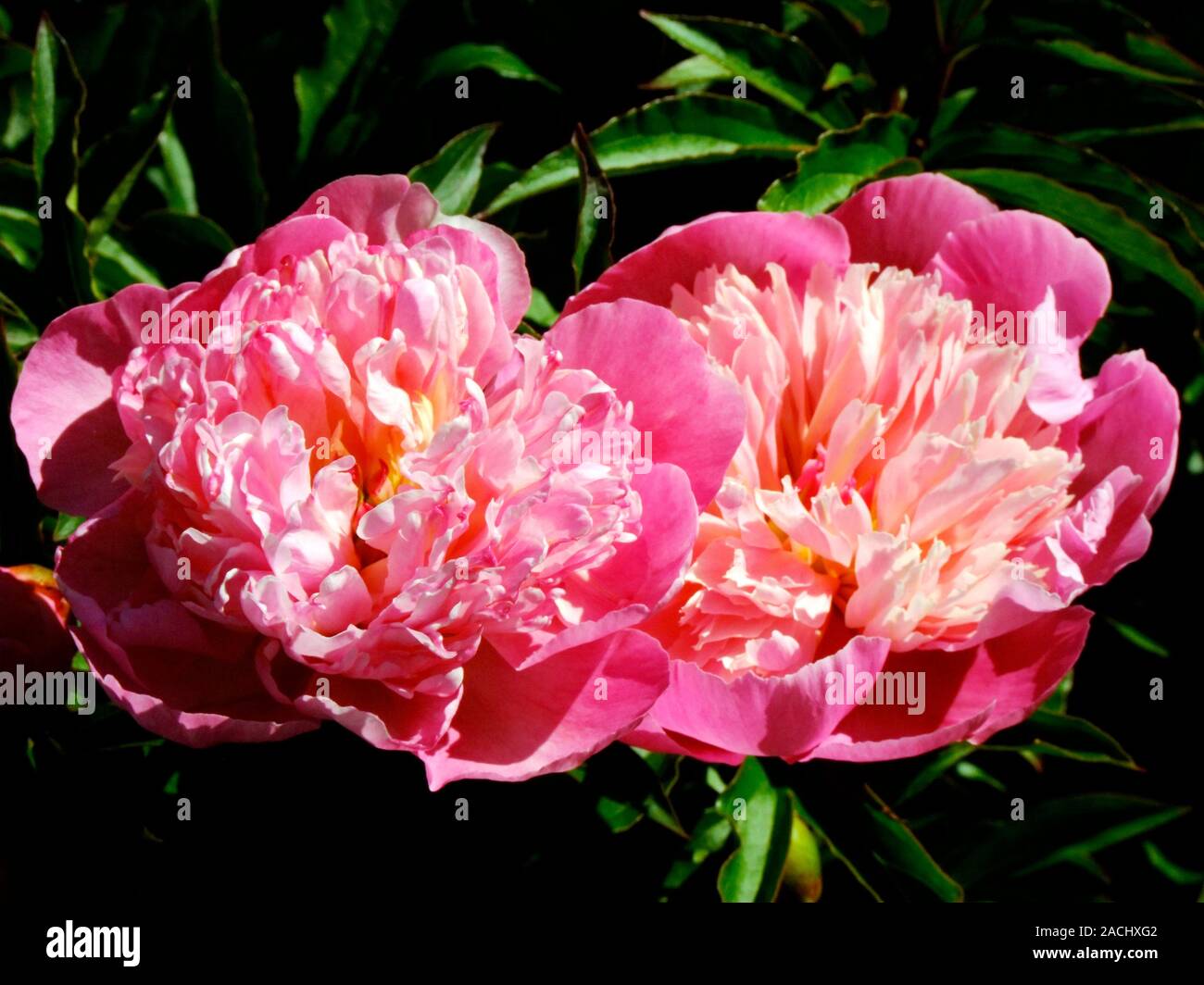 Common peony (Paeonia officinalis 'Kelways Lovely') flowers Stock Photo ...