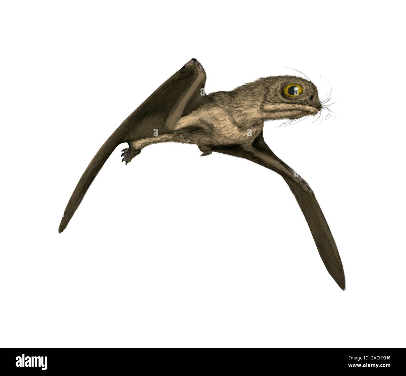 Pterosaur, Anurognathus sp., artwork. Anurognathus is a genus of small ...