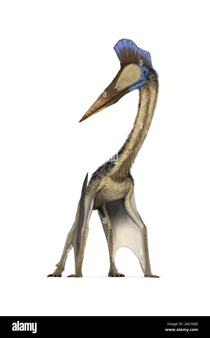 Pterosaur, Hatzegopteryx, artwork. Hatzegopteryx was a huge pterosaur that belonged to the ...