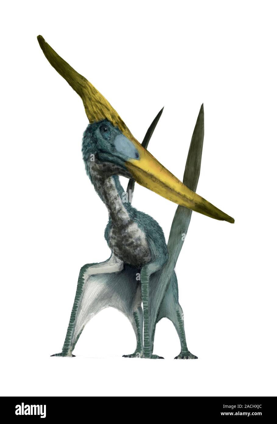 Pteranodon (Pteranodon longiceps), artwork. Pteranodon lived during the ...