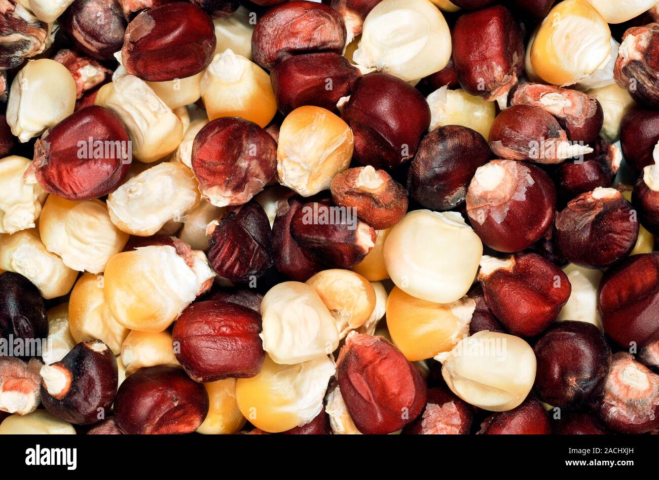 Native maize varieties. Grains of corn from various different examples ...