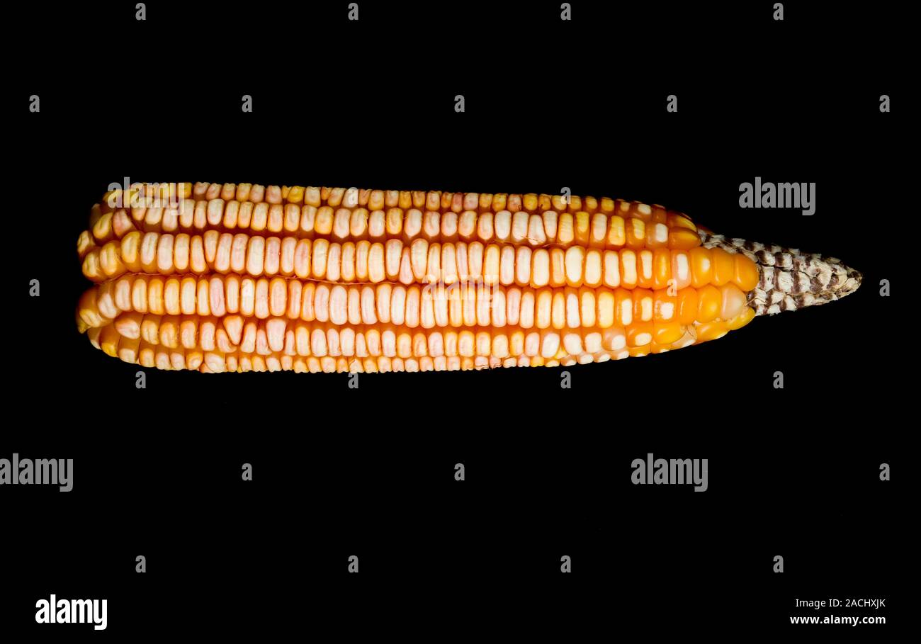 Native maize varieties. Native maize (Zea mays) cob grown in Oaxaca ...