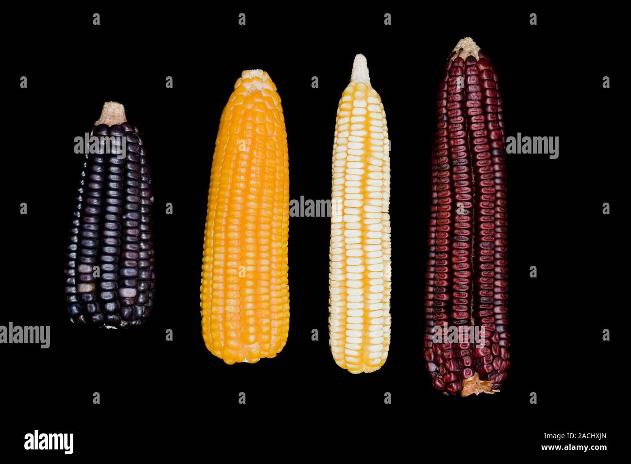 Native maize varieties. Different coloured native maize (Zea mays) cobs ...