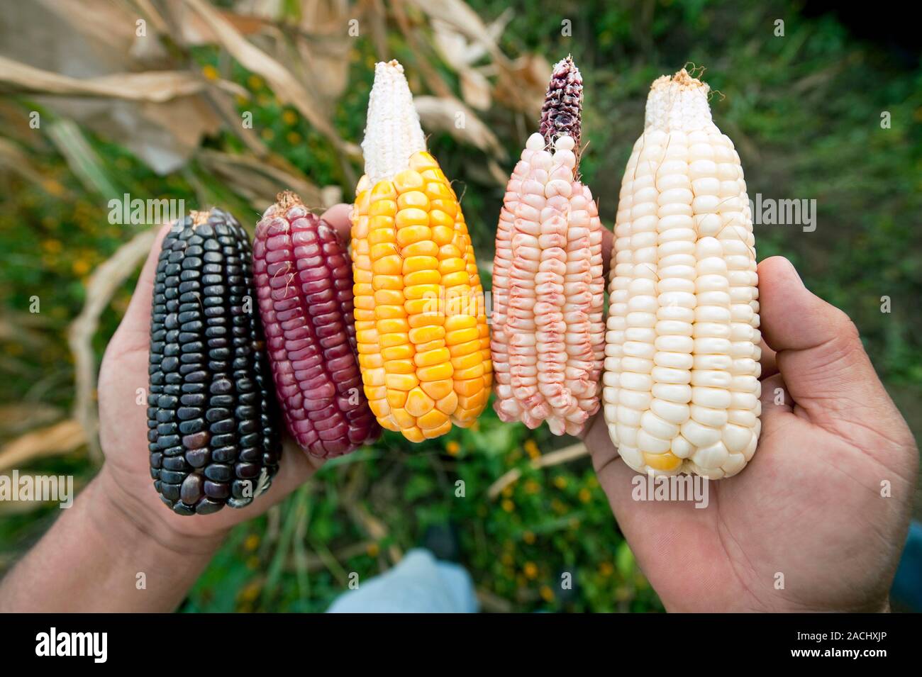 Native maize varieties. Man holding different coloured native maize ...