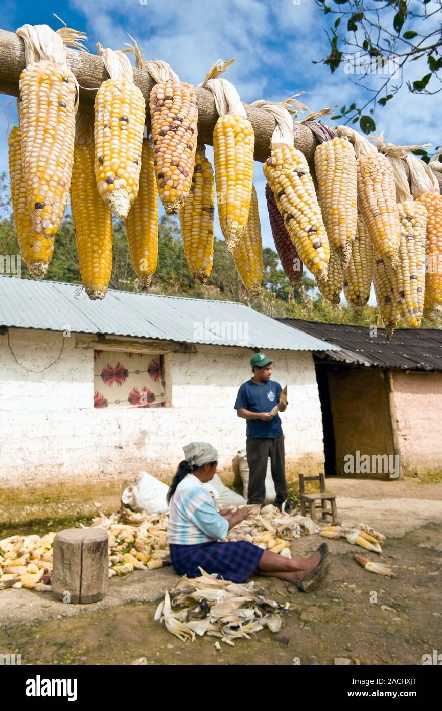 Native maize varieties. Different coloured native maize (Zea mays) cobs ...