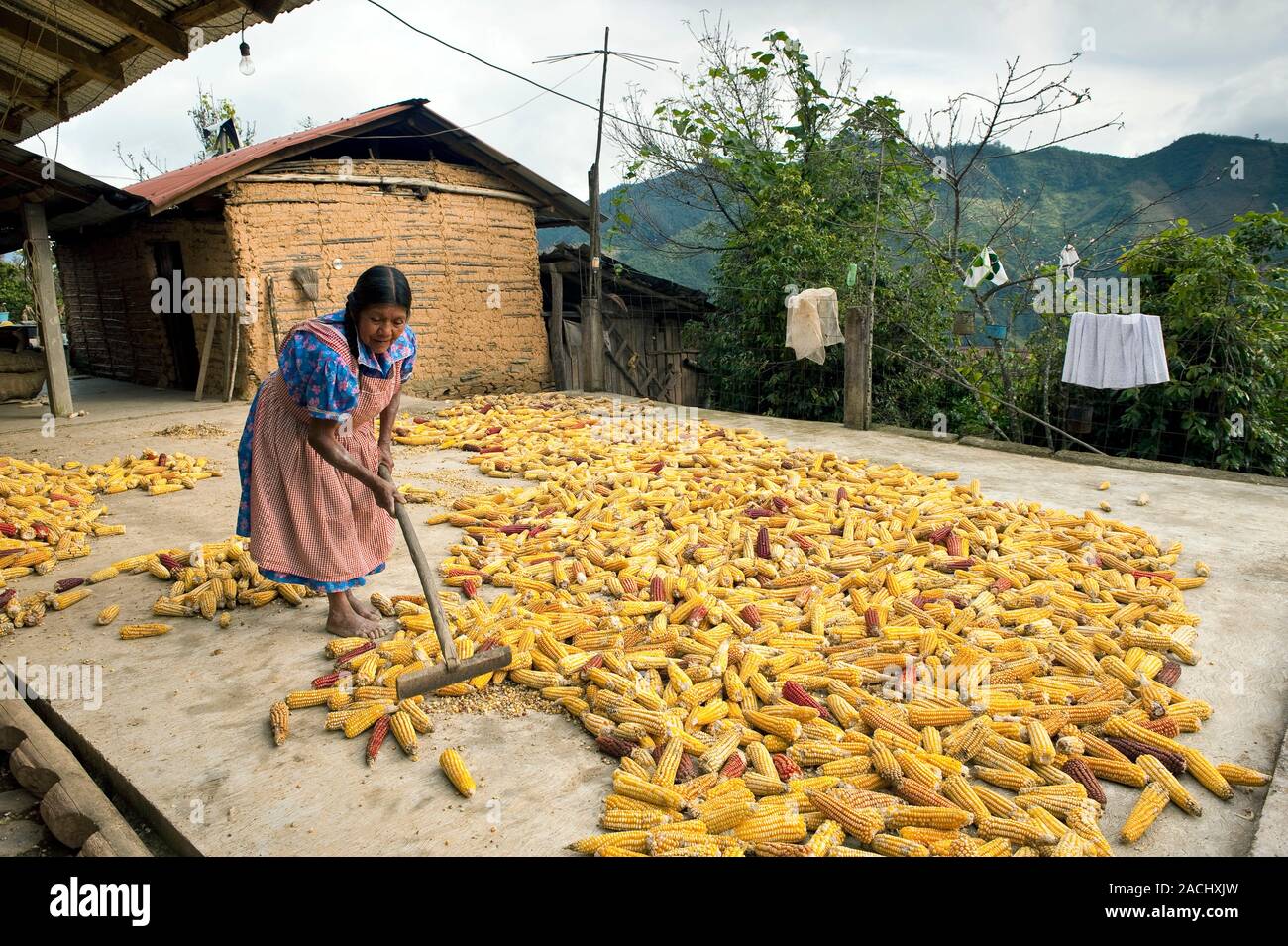 Native maize varieties. Different coloured native maize (Zea mays) cobs ...