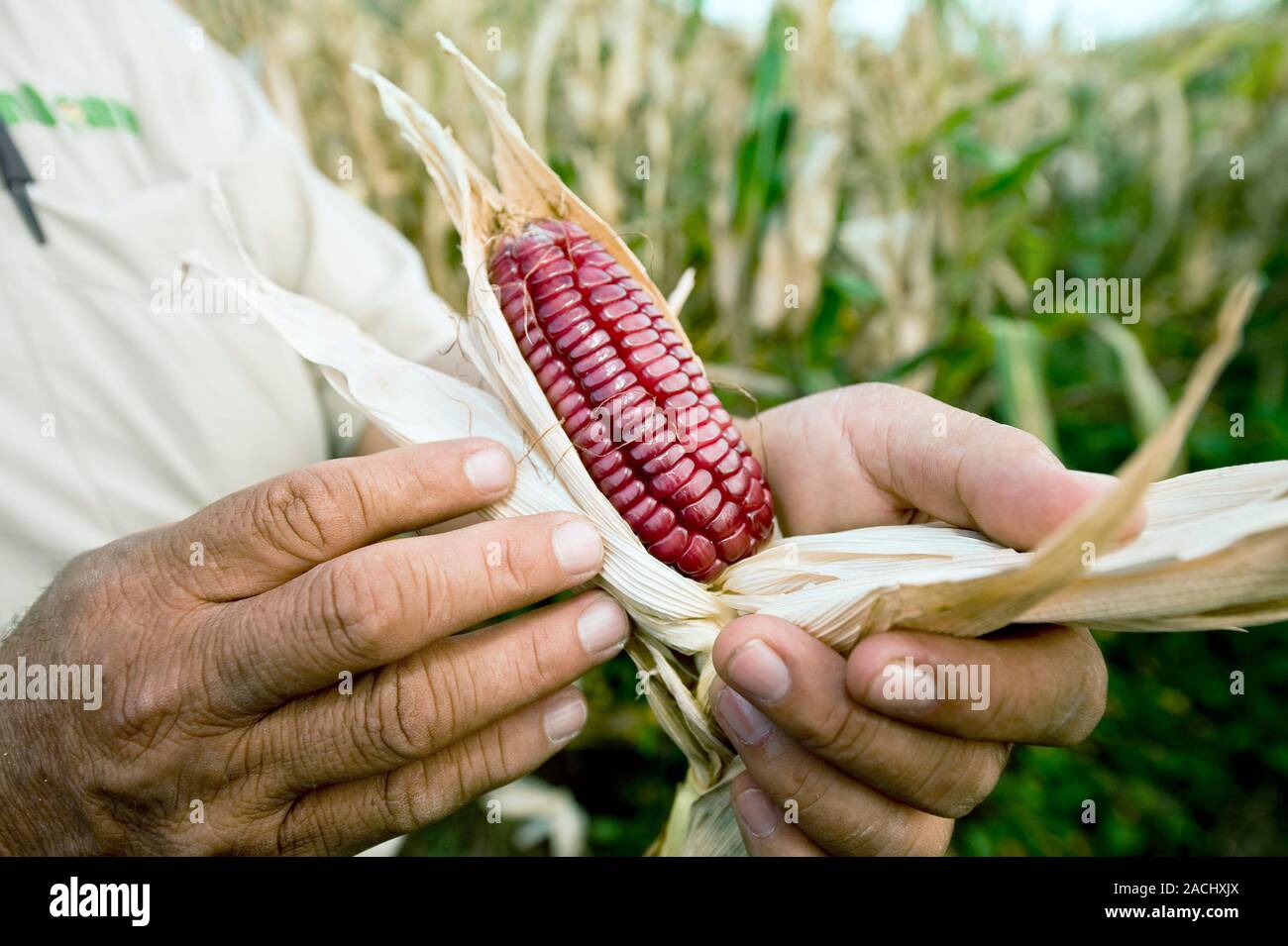 Native maize varieties. Man holding a red variety of native maize (Zea ...