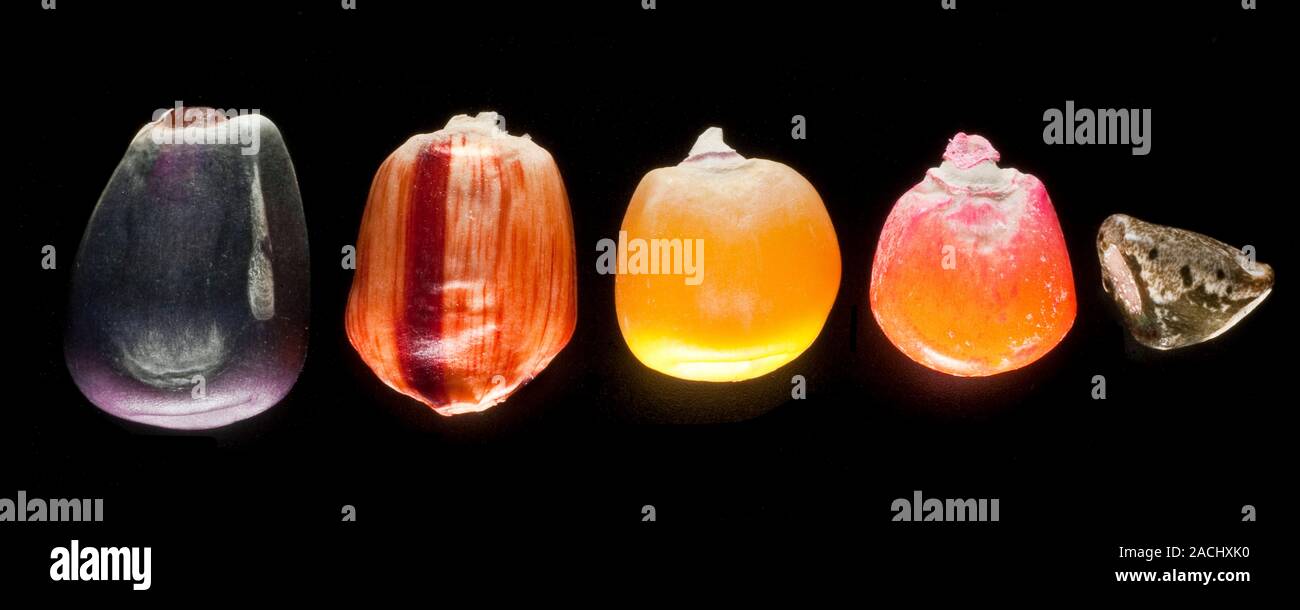 Native maize varieties. Grains of corn from various different examples ...