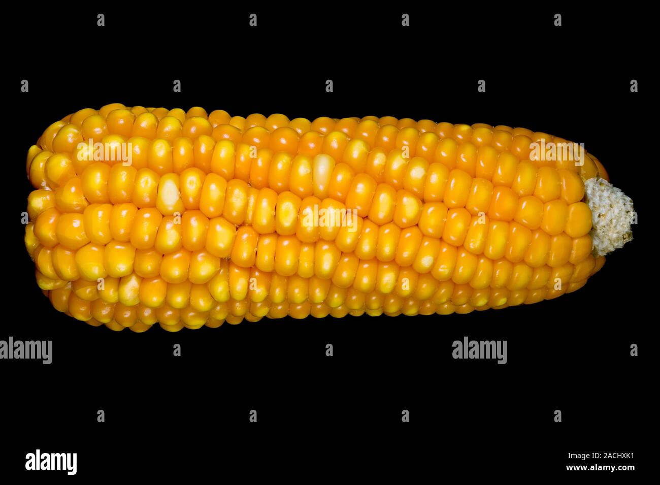 Native maize varieties. Native maize (Zea mays) cob grown in Oaxaca ...