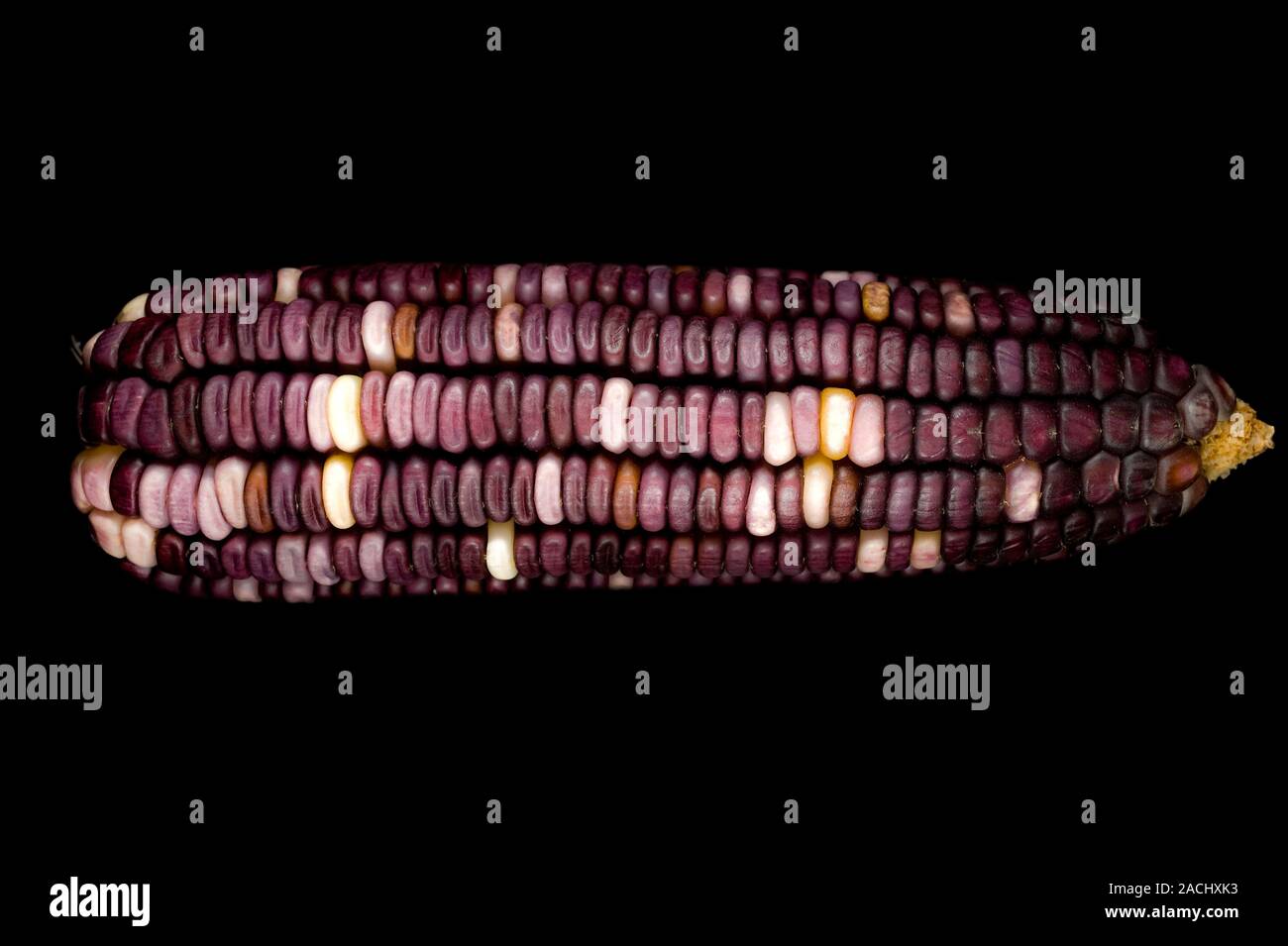 Native maize varieties. Native maize (Zea mays) cob grown in Oaxaca ...