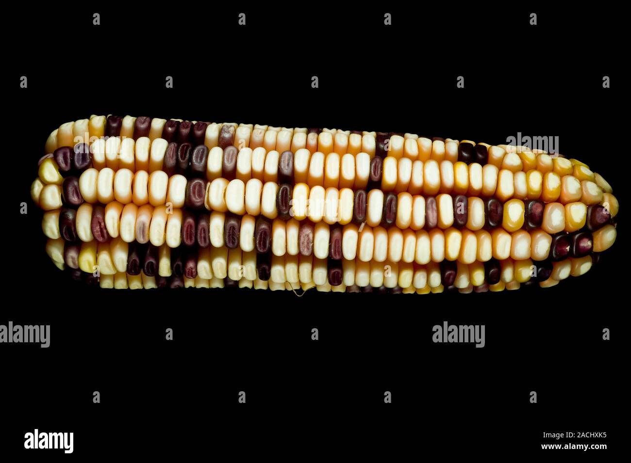 Native maize varieties. Native maize (Zea mays) cob grown in Oaxaca ...