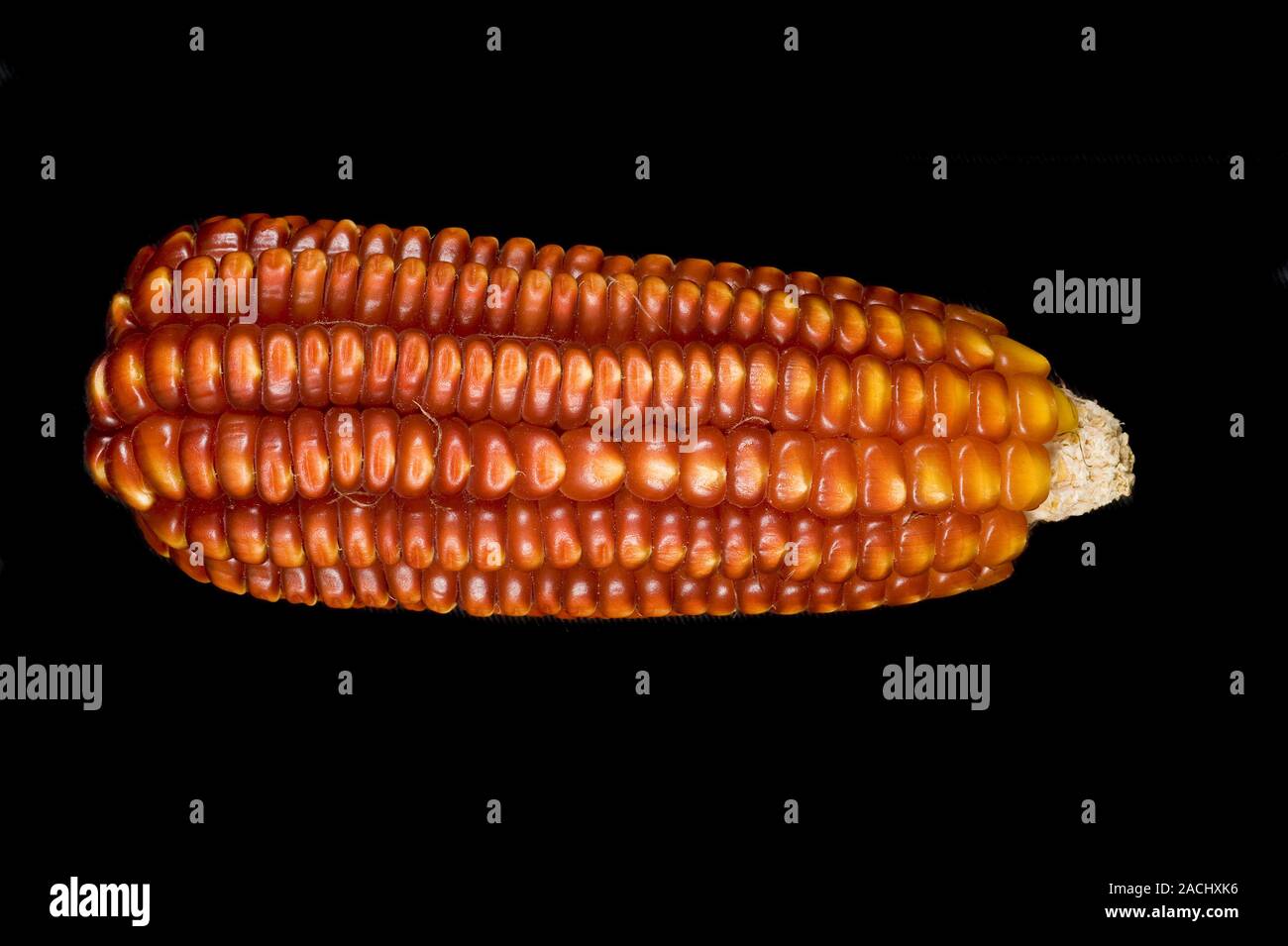 Native maize varieties. Native maize (Zea mays) cob grown in Oaxaca ...