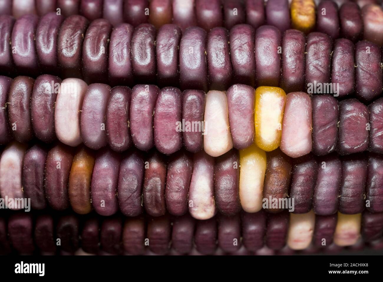 Native maize varieties. Close-up of grains on a native maize (Zea mays ...