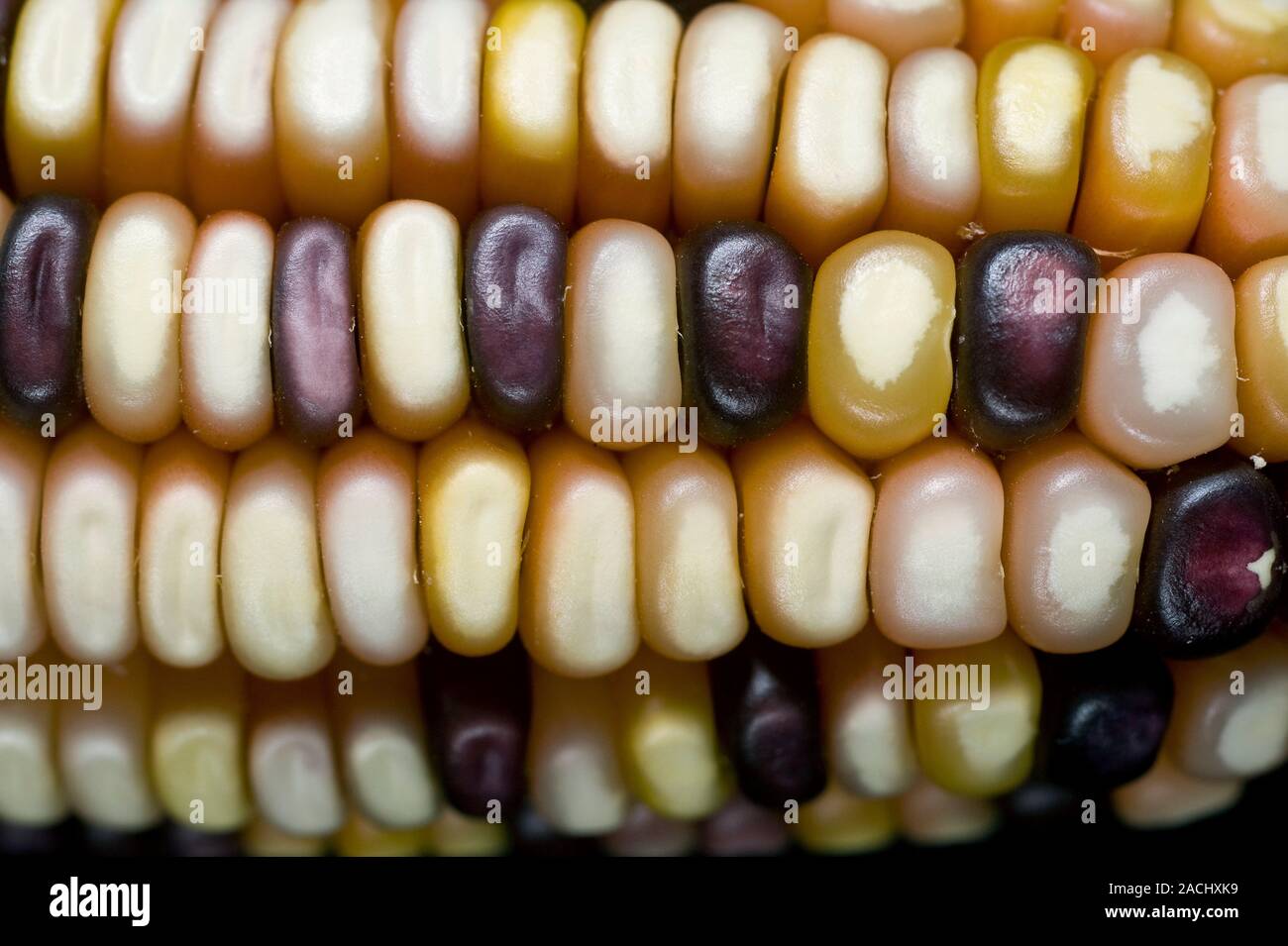 Native maize varieties. Close-up of grains on a native maize (Zea mays ...