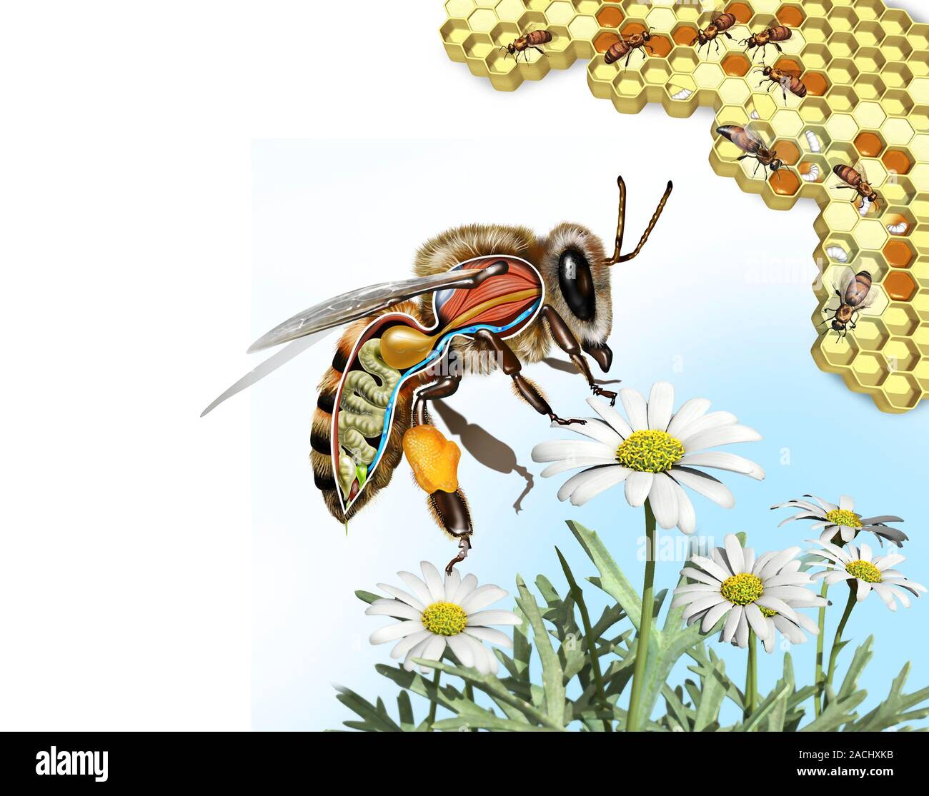 Bee anatomy. Computer artwork showing the internal anatomy of a ...