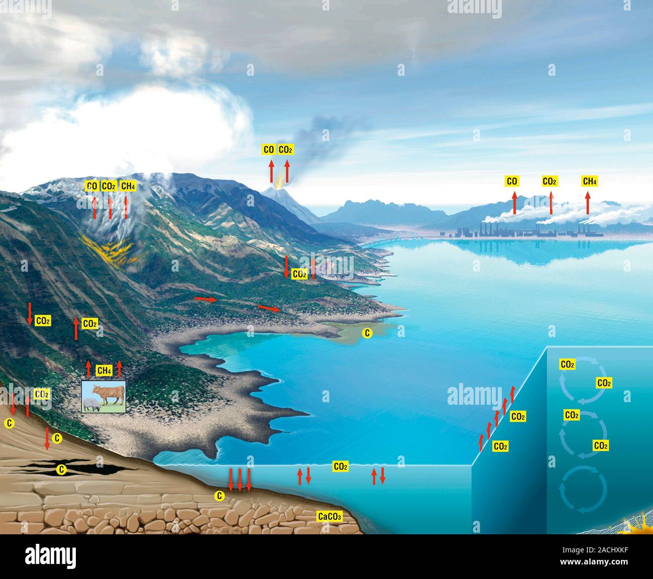Carbon cycle. Artwork illustrating the global carbon cycle. Carbon is ...