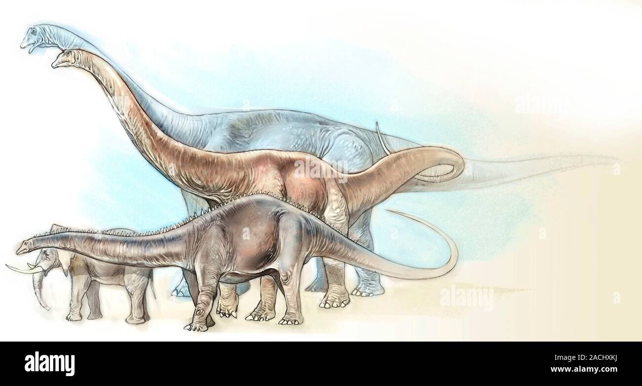 Sauropod dinosaurs, computer artwork. The sauropods were large ...