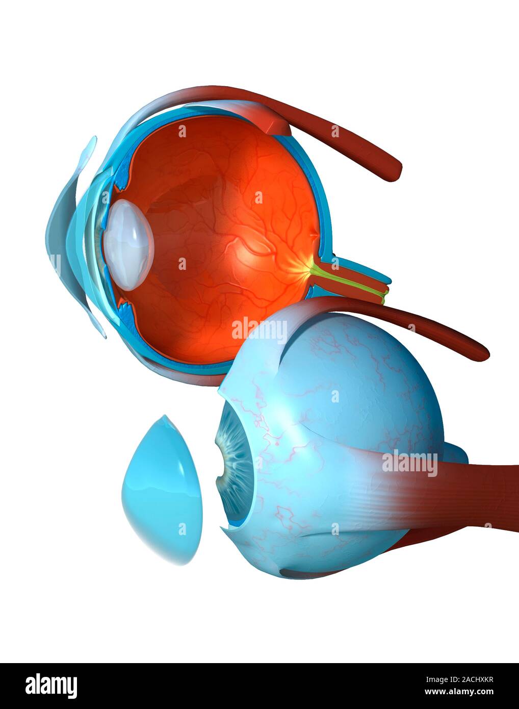 Eye anatomy, artwork. At the front of the eye is the cornea, a ...