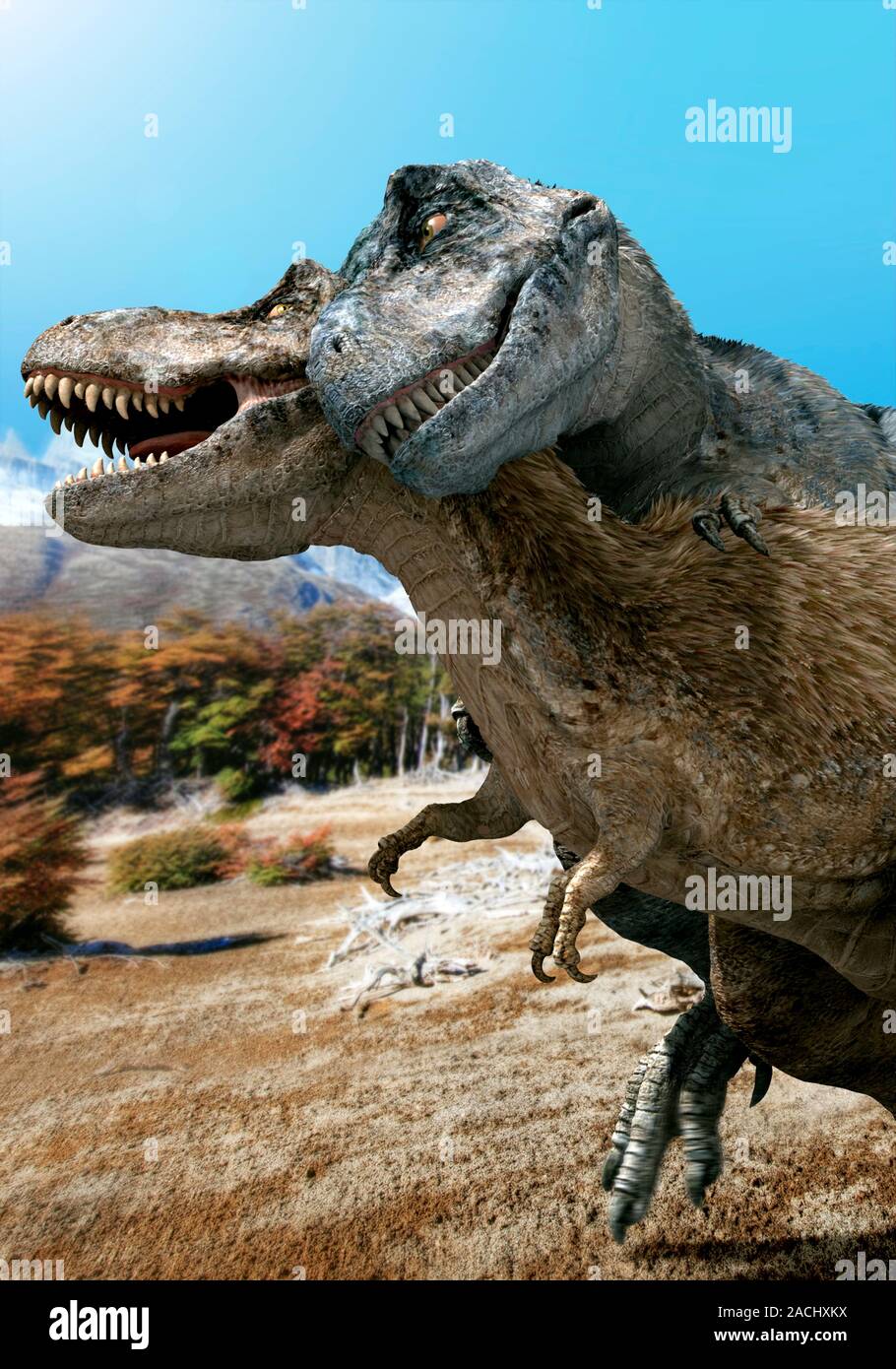 Tyrannosaurus rex dinosaurs nuzzling, computer artwork. T. rex was one ...