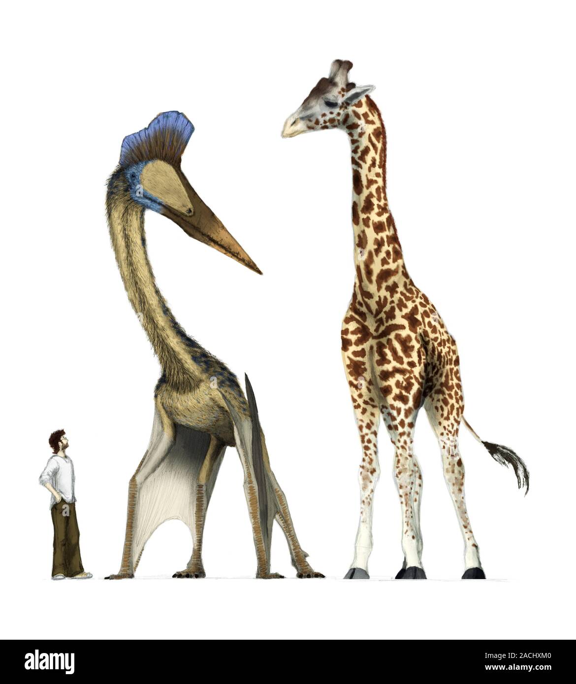 Pterosaur with human and giraffe, artwork. This pterosaur belongs to ...