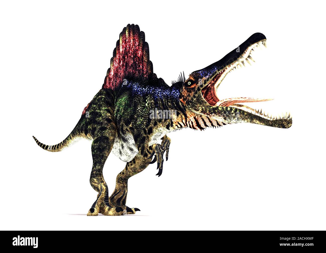 Spinosaurus dinosaur, computer artwork. Spinosaurus lived in what is ...