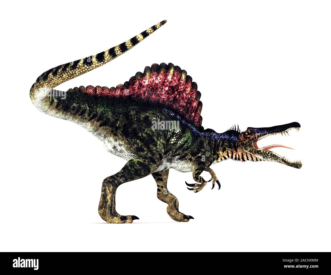 Spinosaurus dinosaur, computer artwork. Spinosaurus lived in what is ...