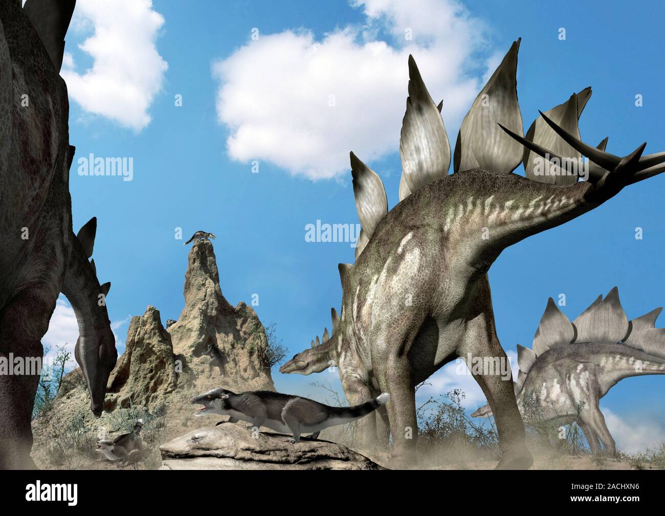 Stegosaurus dinosaur. Computer artwork of mongoose-like animals ...