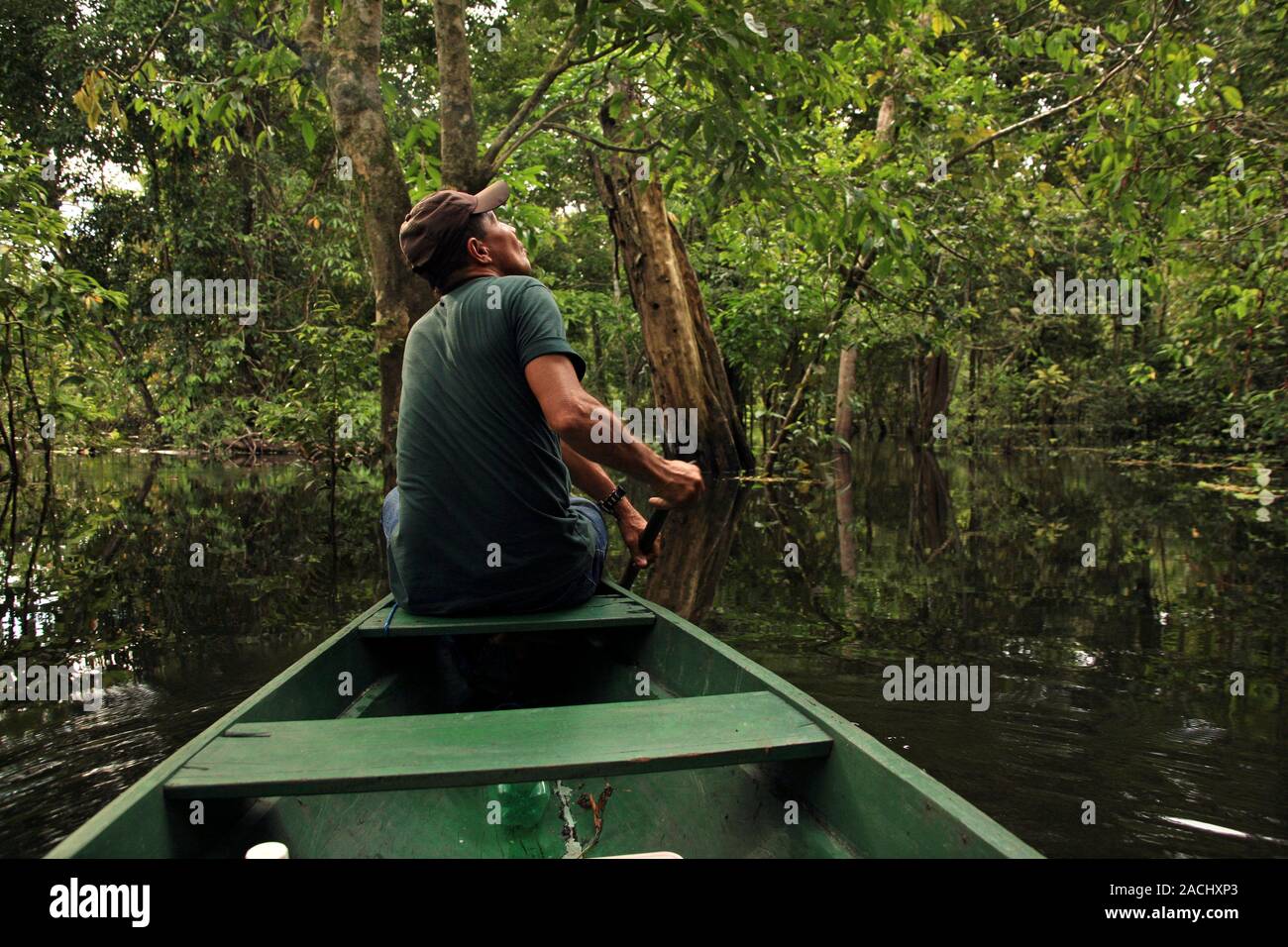 Flooded tropical rainforest, Amazonia, Brazil. Local guide and ...