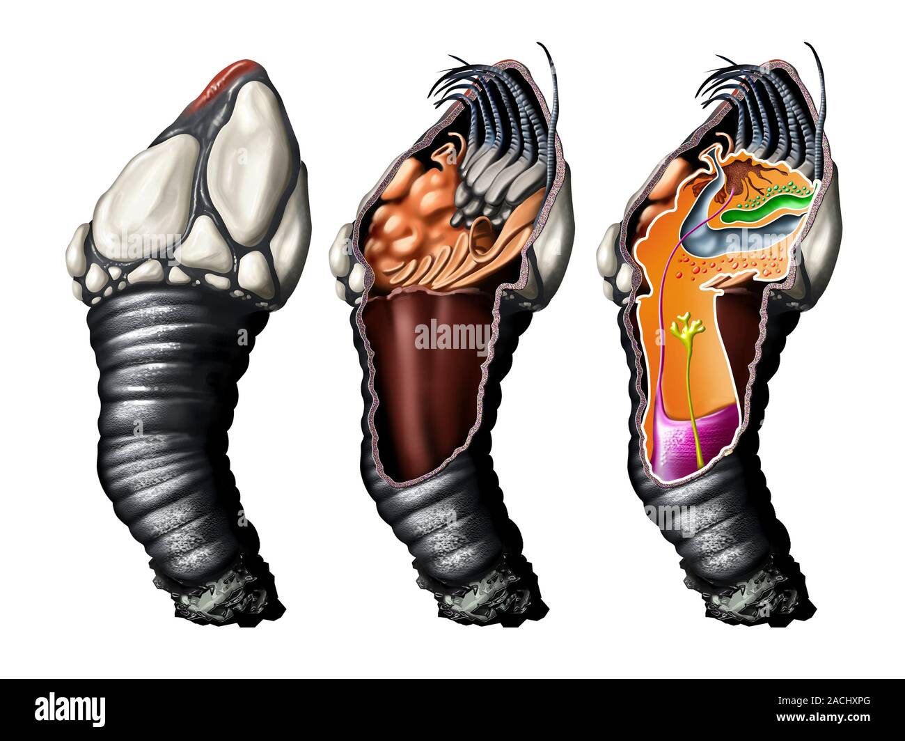 Goose barnacle anatomy, artwork. Goose barnacles are hermaphrodite ...