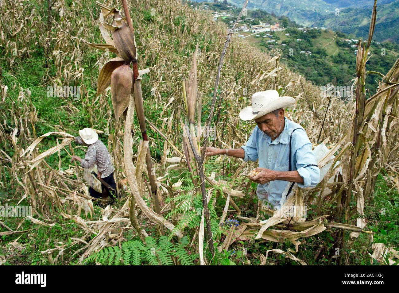 Native maize varieties. Farmer workers harvesting native maize (Zea ...