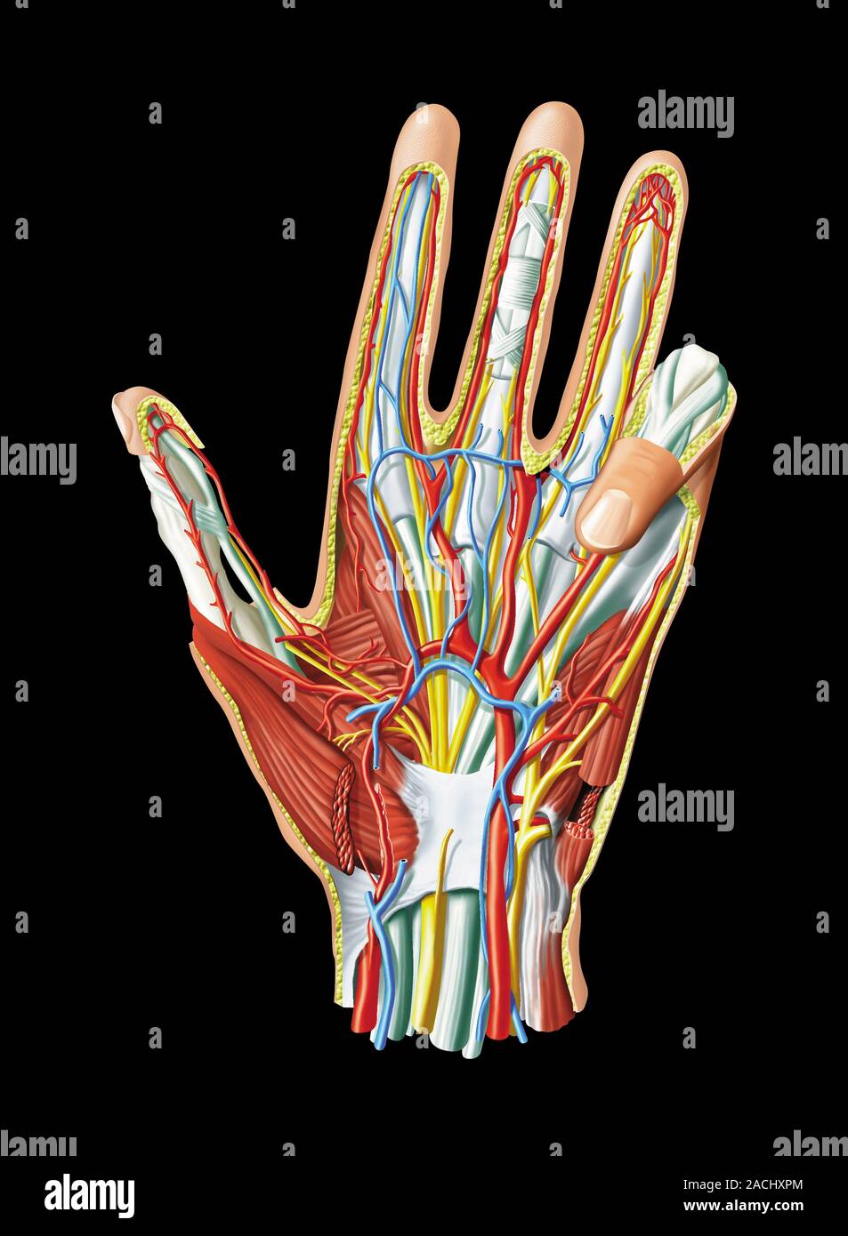 Hand anatomy, computer artwork. This is a view of the palm of the hand ...