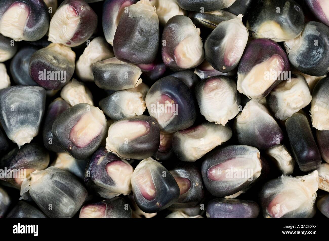 Native maize varieties. Grains of corn from a native variety of maize ...