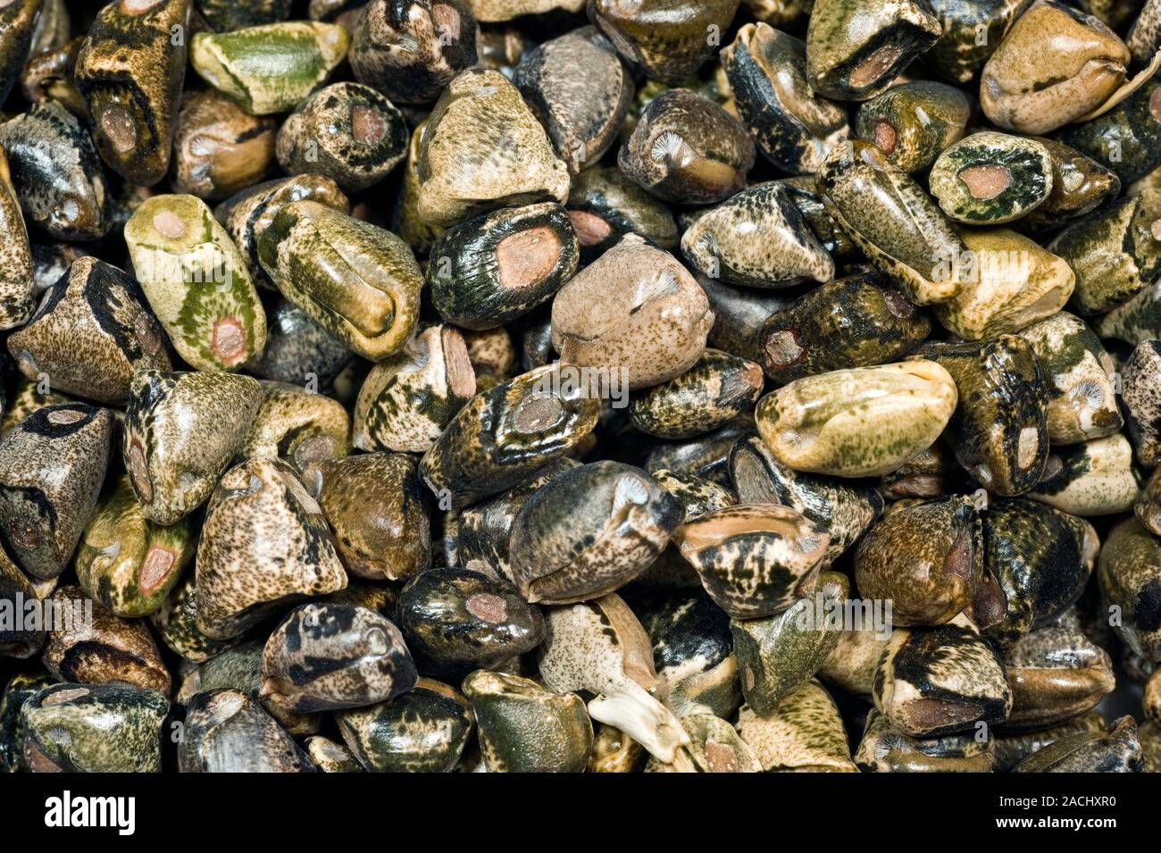 Teosinte maize grains. Grains of corn from the wild teosinte (Zea mays ...