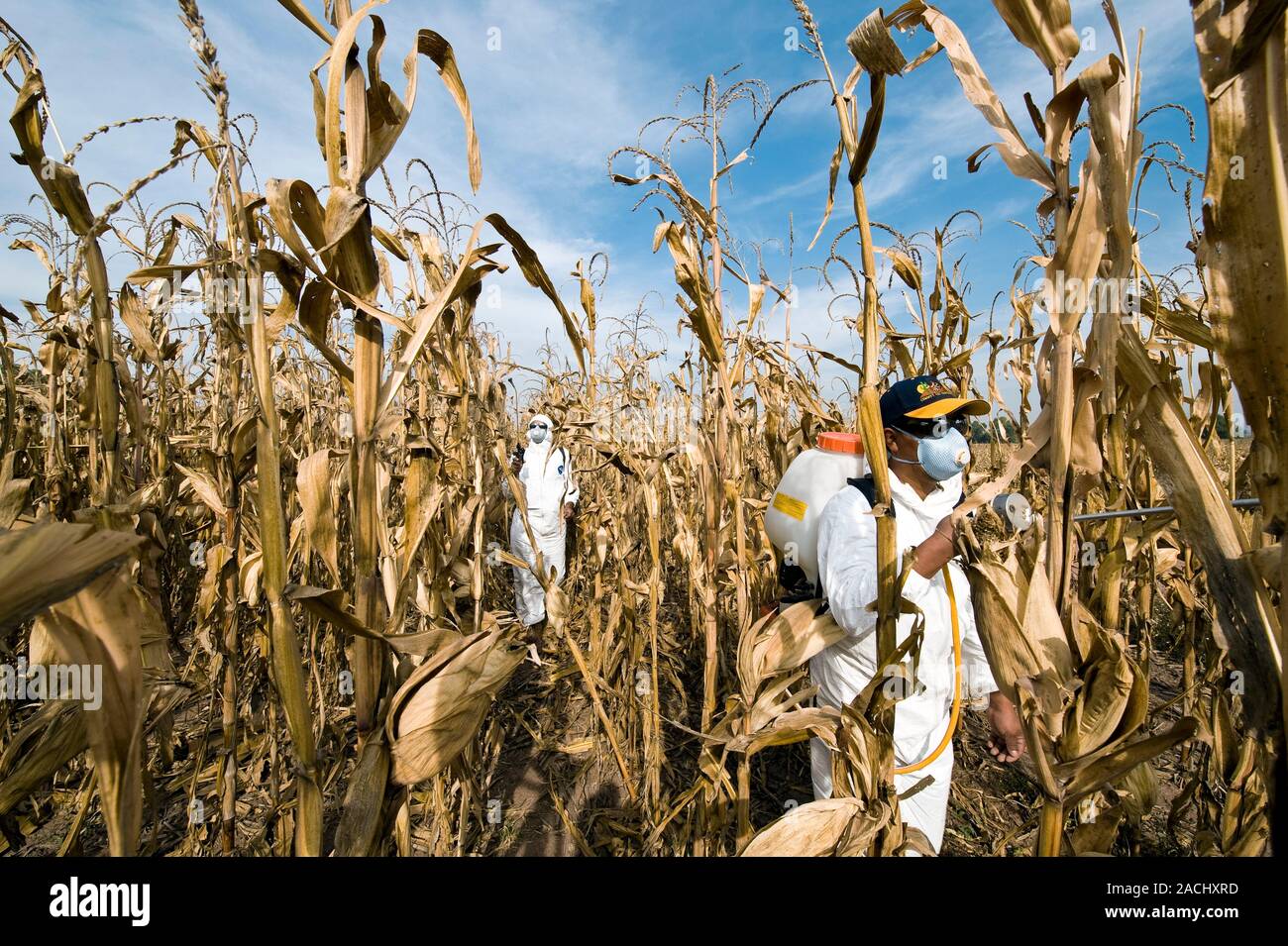 Pesticide research. Workers spraying insecticides on a maize (Zea mays ...