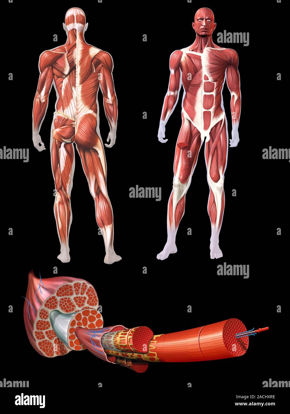 Human musculature. Computer artwork showing the superficial muscles of ...