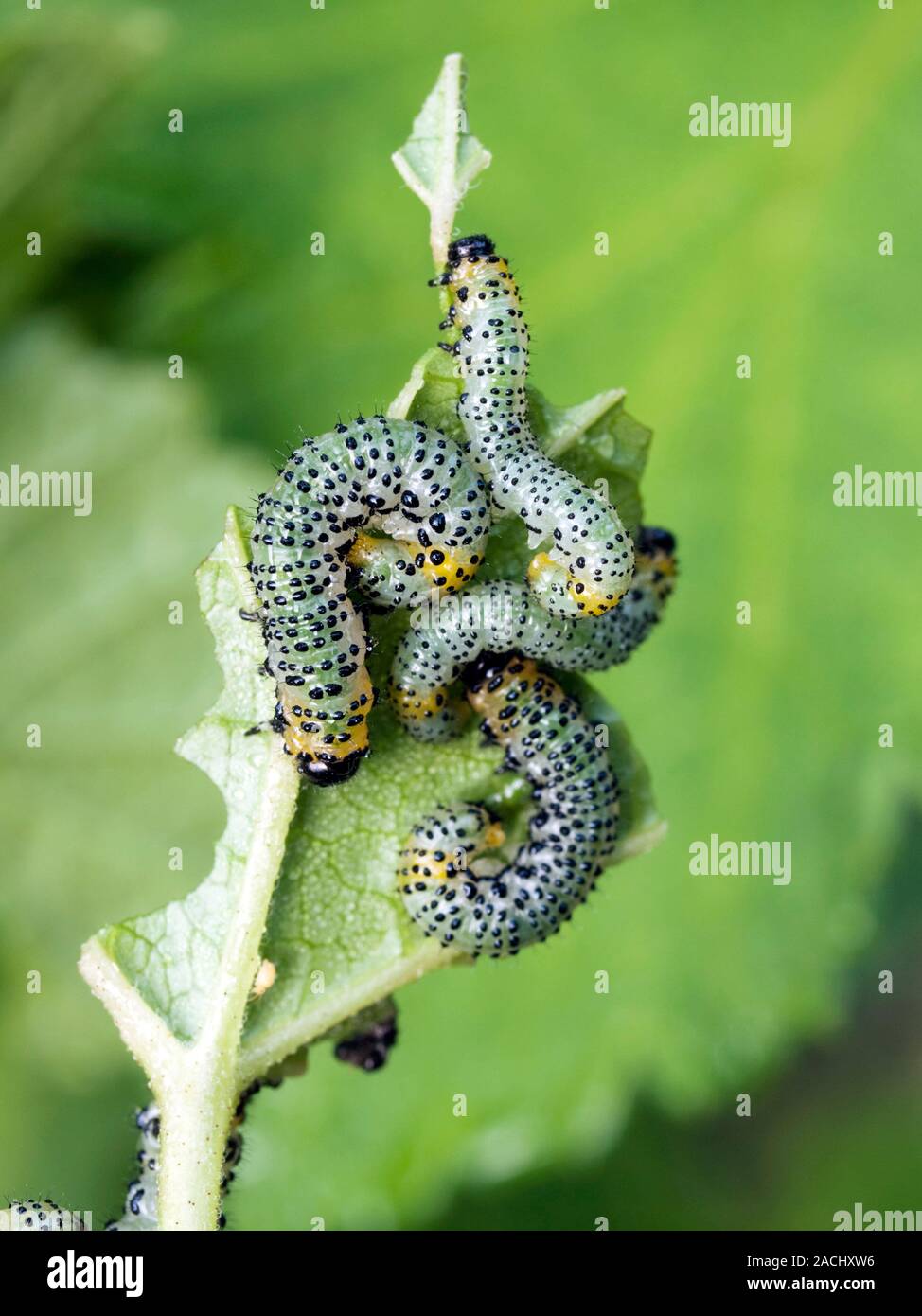 Currant moth (Abraxas grossulariata) larvae on leaves of a redcurrant ...