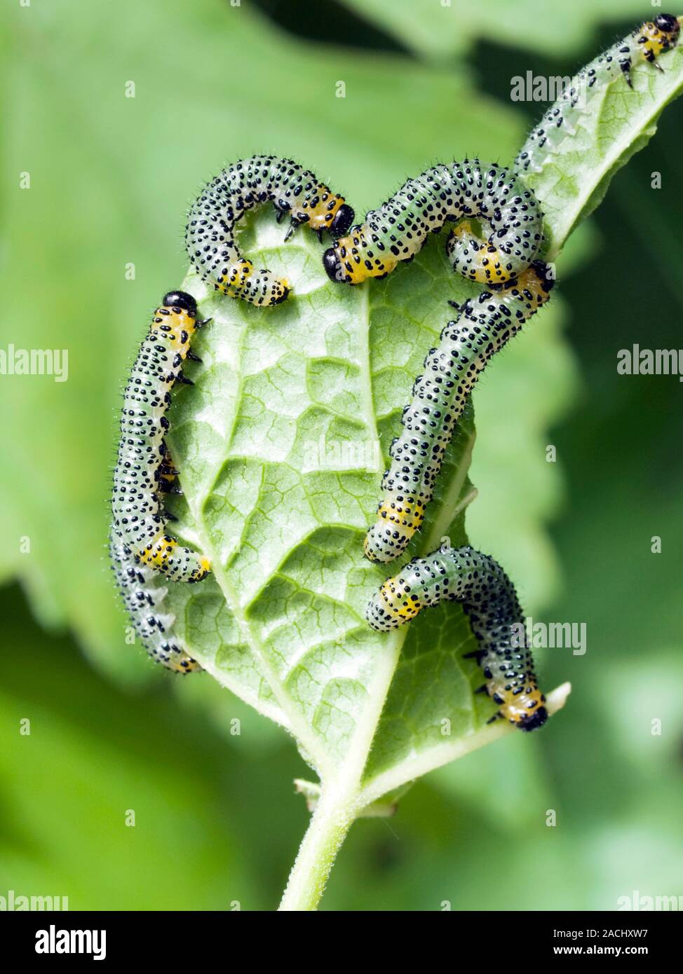 Currant moth (Abraxas grossulariata) larvae on leaves of a redcurrant ...
