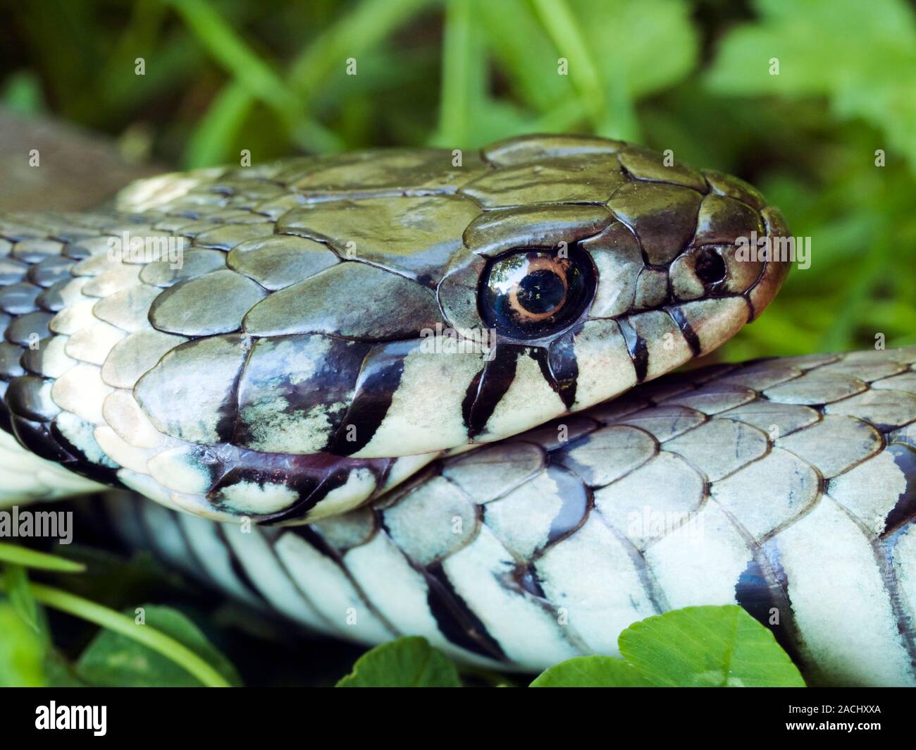Grass snake. Close-up of the head and eye of a grass snake (Natrix natrix). These non-venomous ...