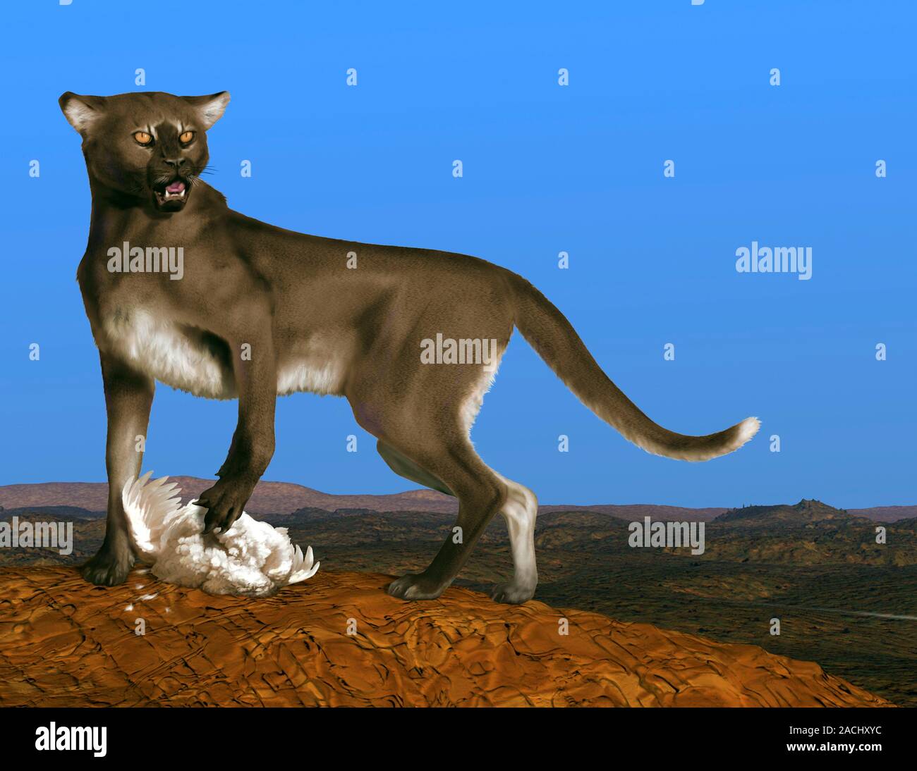 Onza. Artwork of the hypothetical creature, Onza, with a freshly killed ...