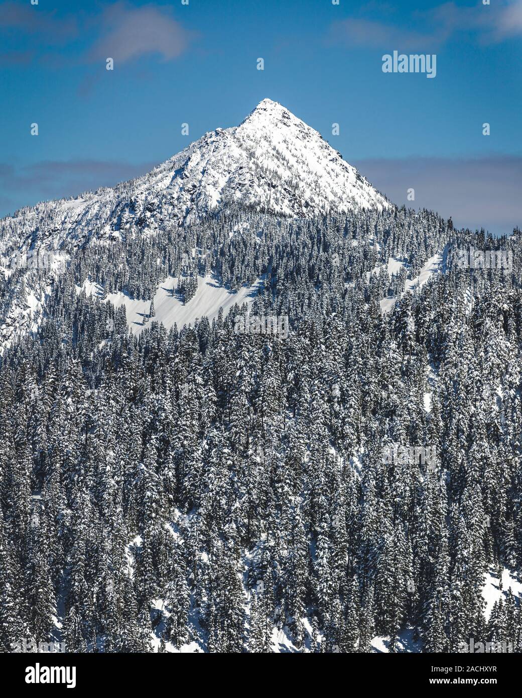 Dense Pacific Northwest forest trees below snowy summit and blue sky ...
