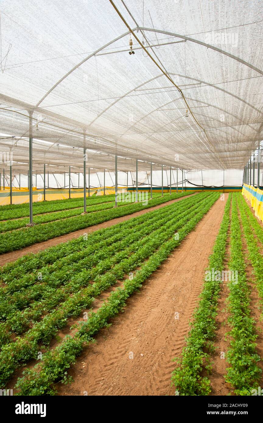 Israel, Aravah Desert plants in a greenhouse Stock Photo - Alamy