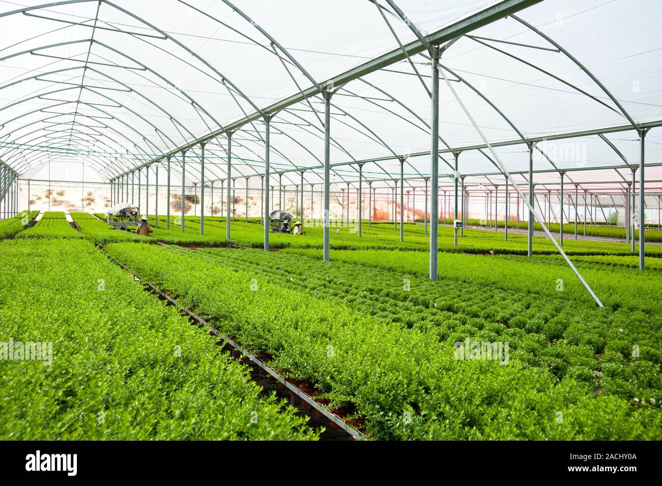 Israel, Aravah Desert plants in a greenhouse Stock Photo - Alamy