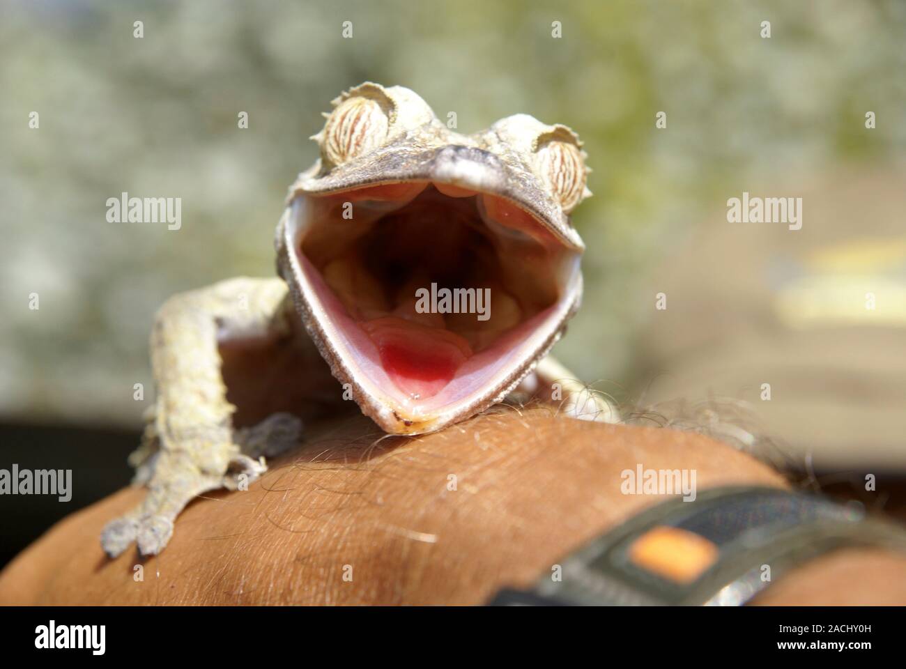 looking down the mouth of a Giant Leaf-tail Gecko (Uroplatus fimbriatus ...