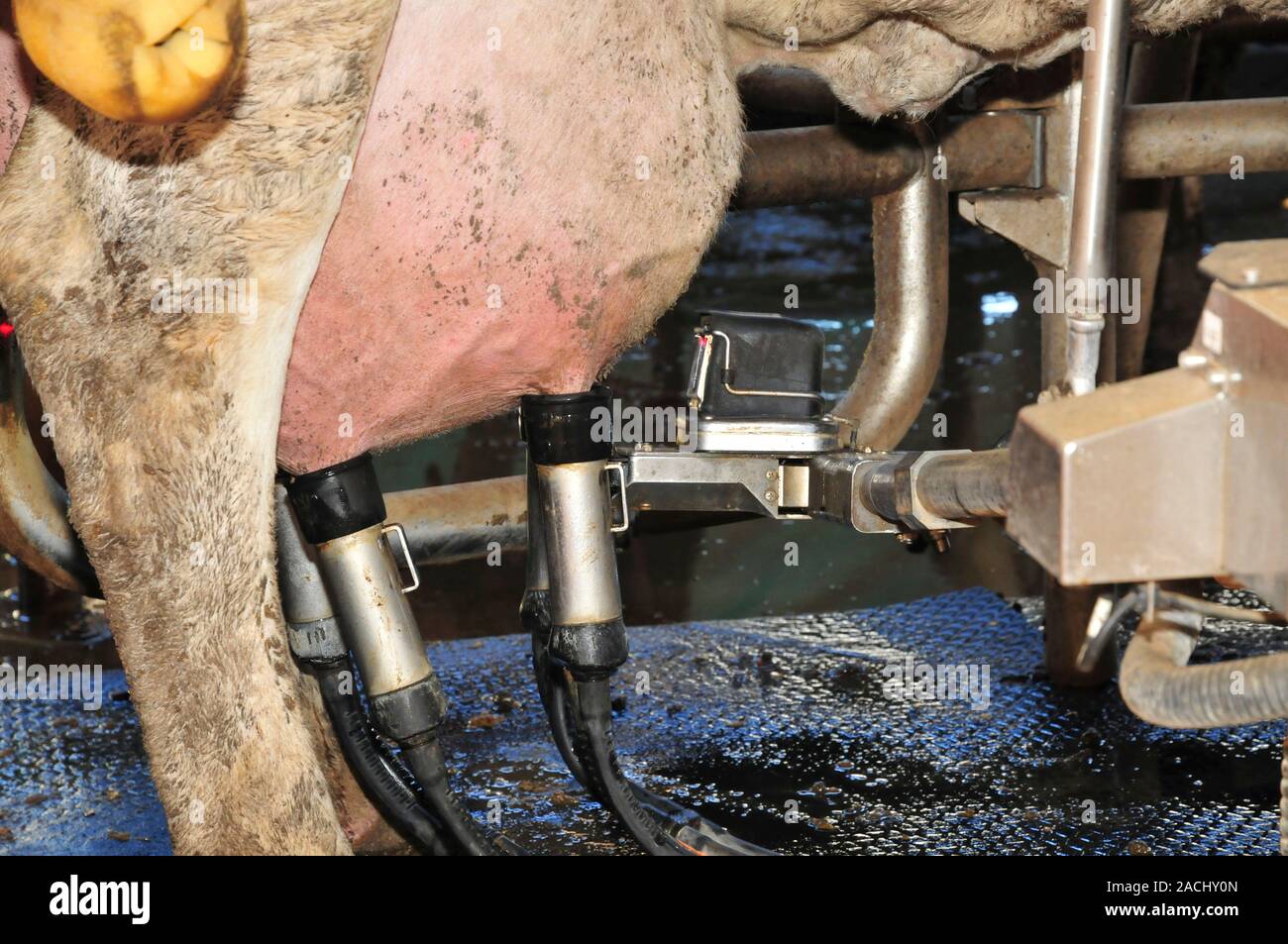 Cows at a Dairy farm. Automatic milking machine. Photographed in Israel ...