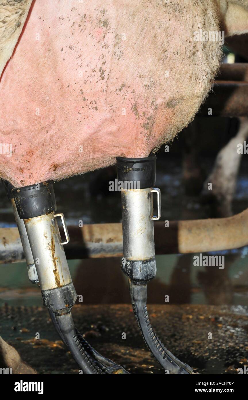 Cows at a Dairy farm. Automatic milking machine. Photographed in Israel ...